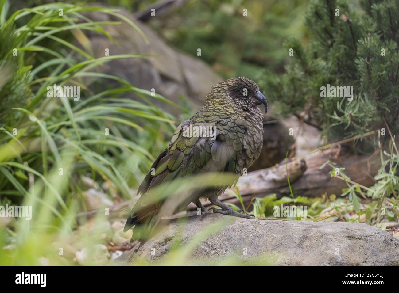 One Kea, Nestor notabilis, standing in green vegetation, feeding on ...