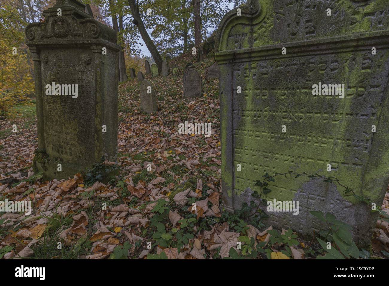 Moss covered tombstones on the old jewish cemetery in Chodova Plana ...