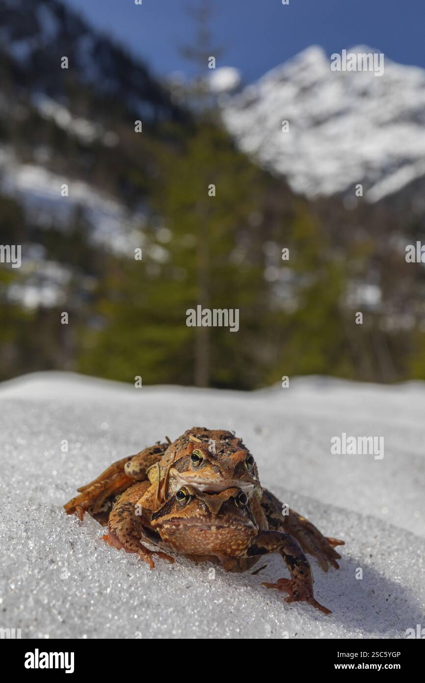 Mating couple of common frog, Rana temporaria, sitting on snow in early ...