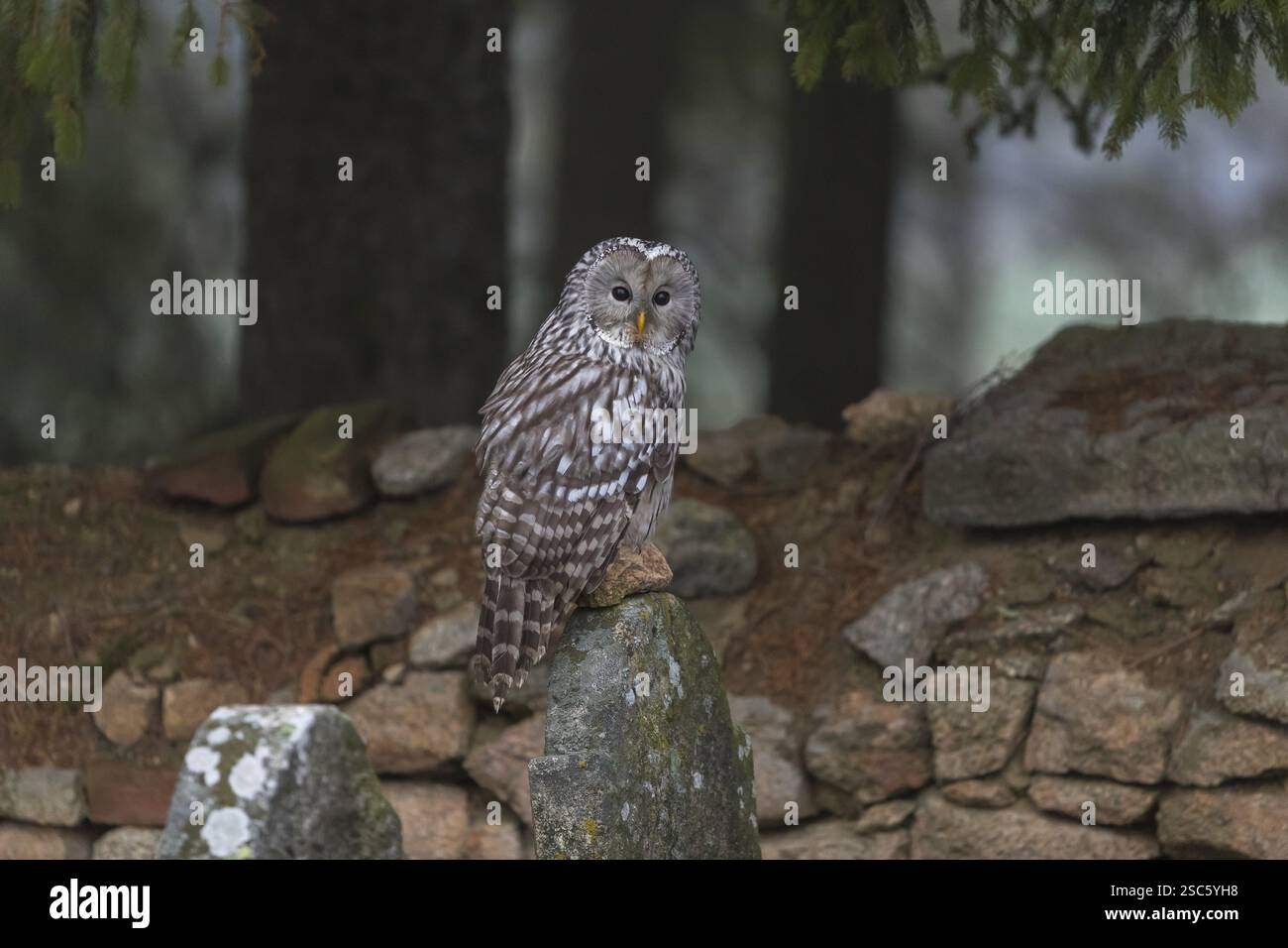 One Ural owl (Strix uralensis) sitting on a old jewish gravestone with ...
