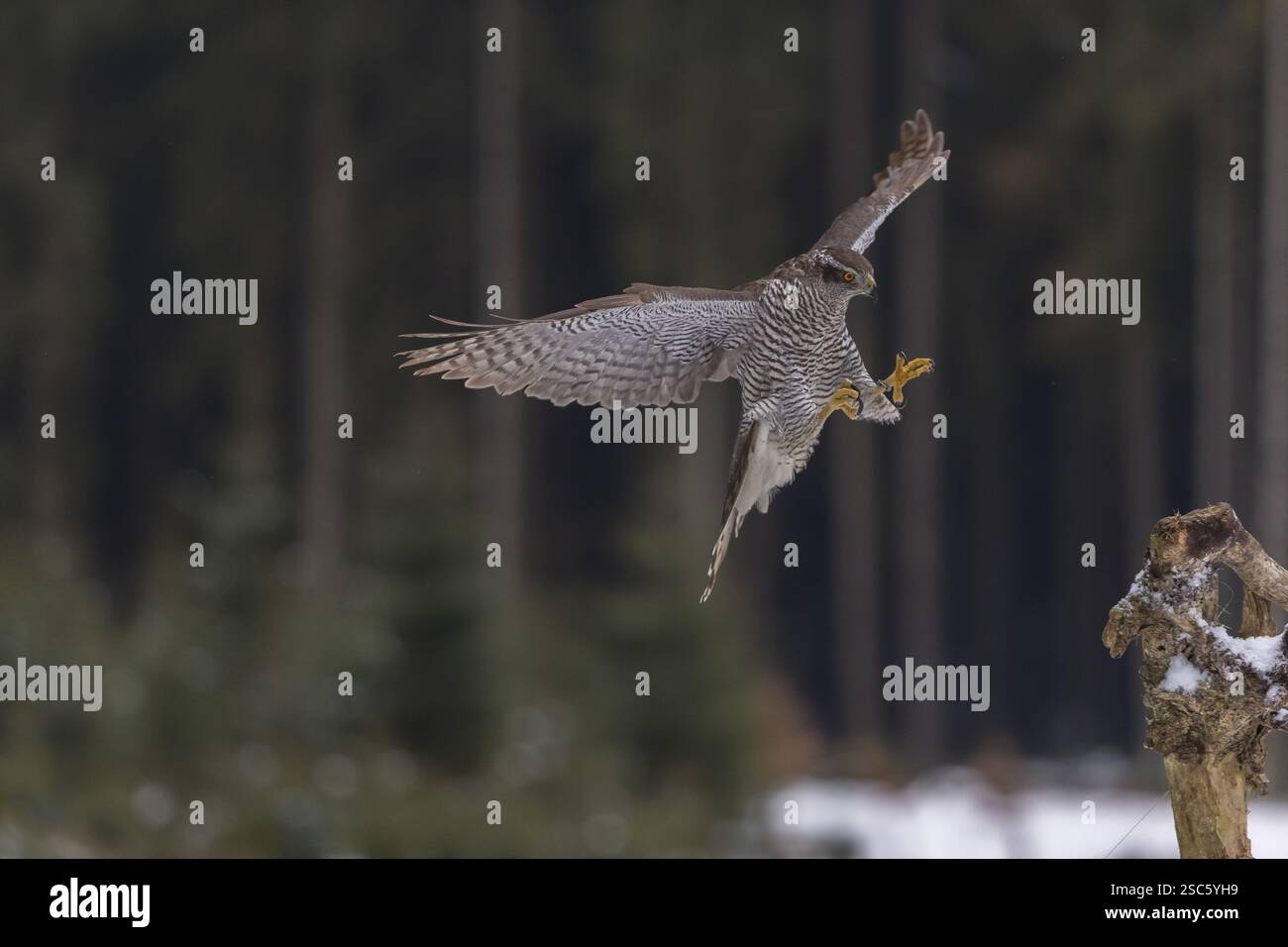 Northern goshawk, Accipiter gentilis, flying through a forest in winter ...