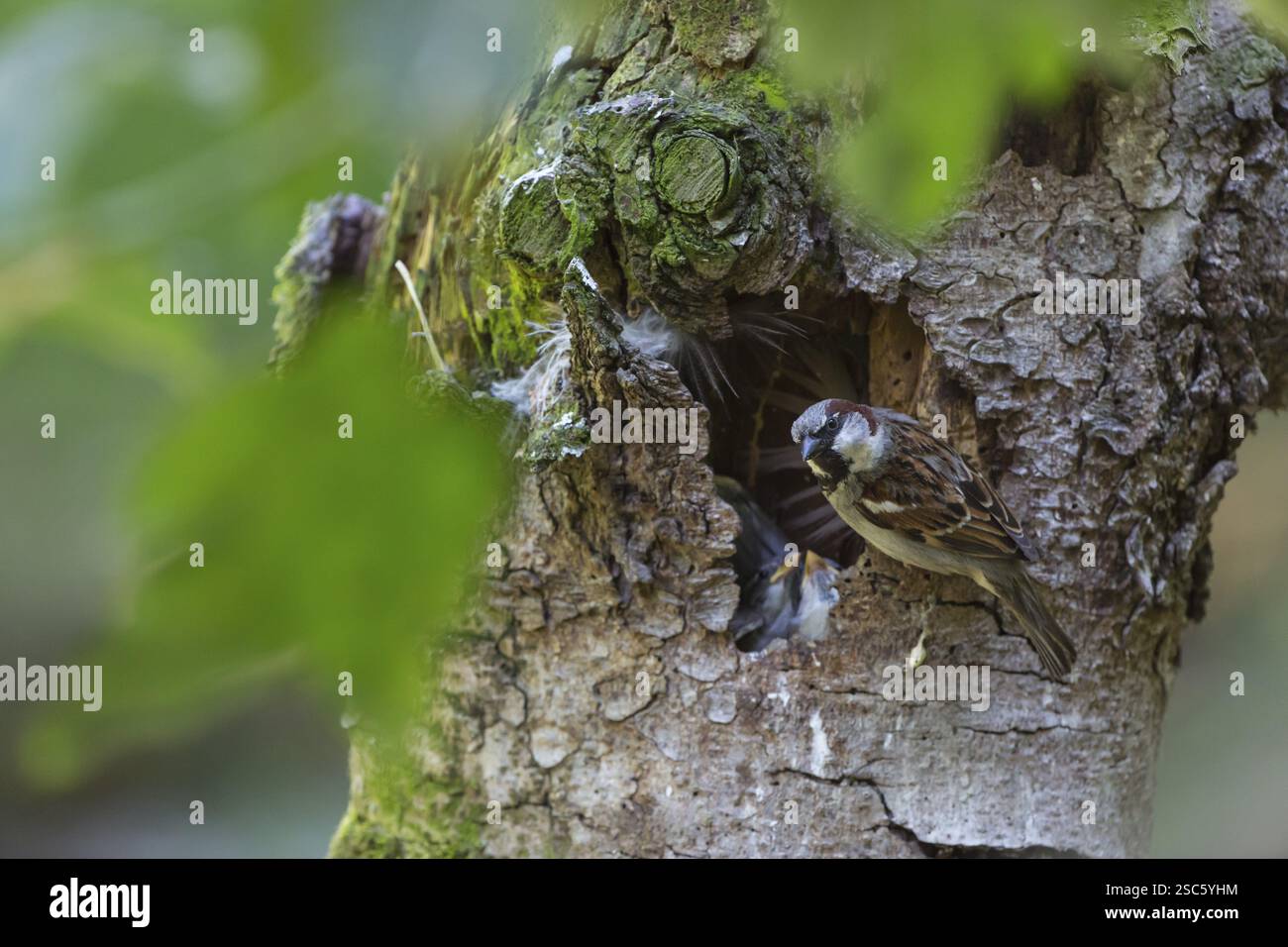 One male house sparrow, Passer domesticus, feeding the hatchlings in ...