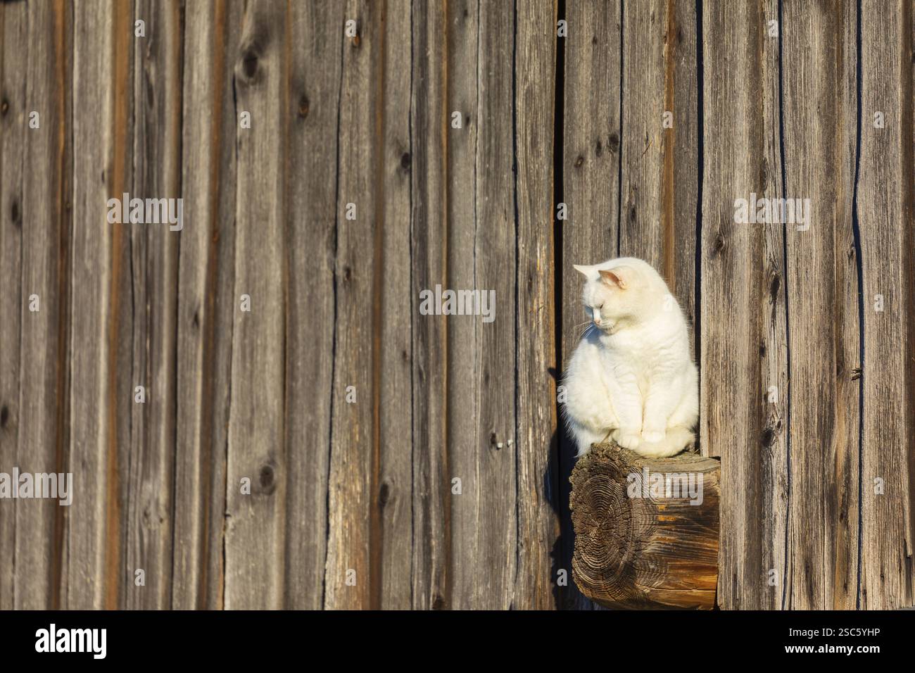 Domestic cat sitting on a beam outside a barn enjoying the evening sun ...