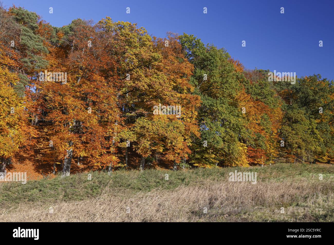 Beech trees at a forest edge in full fall foliage. Hallertau, Bavaria ...