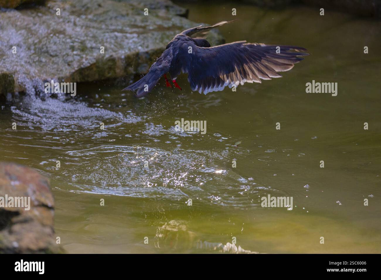 One Inca tern (Larosterna inca) going fishing hovering over the water ...