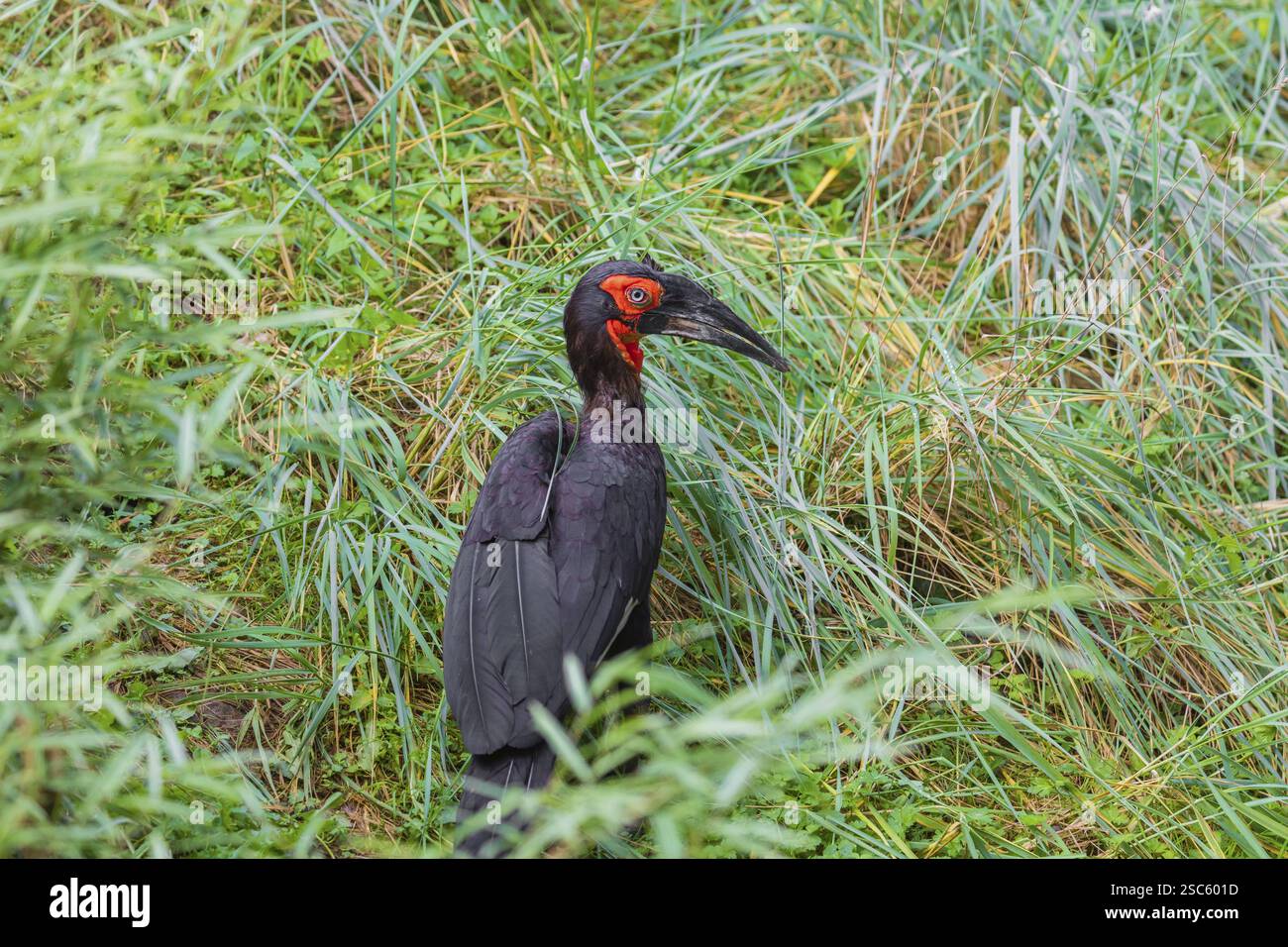A southern ground hornbill, Bucorvus leadbeate, searches for food in ...