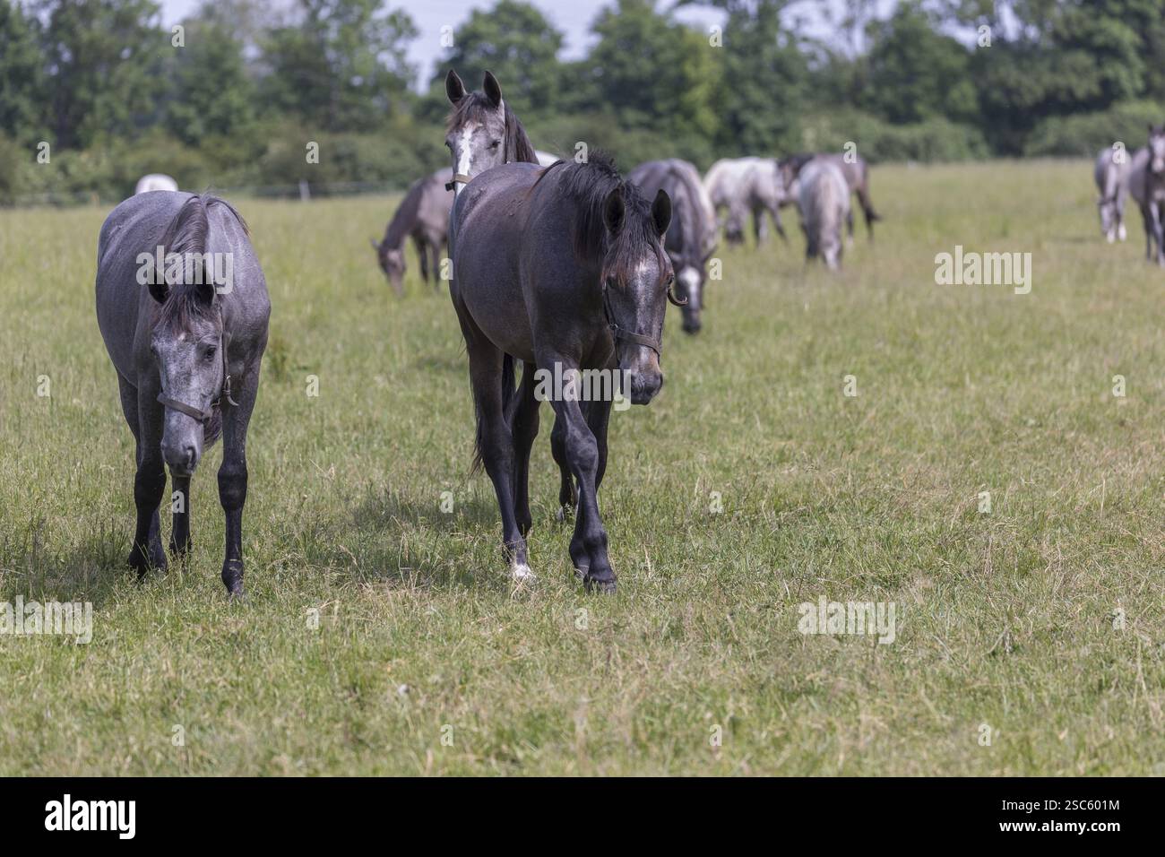 Kladruber horse, grey yearlings, grazing on the paddock. National Stud ...