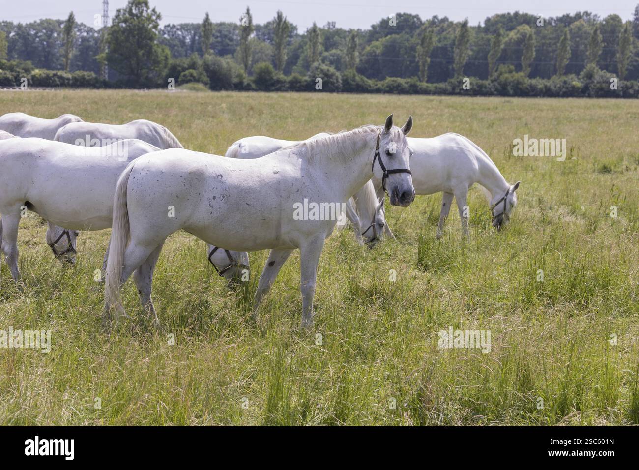 Kladruber horse, mares, standing on the paddock. National Stud Farm ...