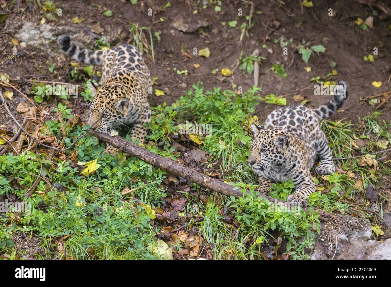Two female jaguar cubs (Panthera onca), 4 months old, playing with a ...