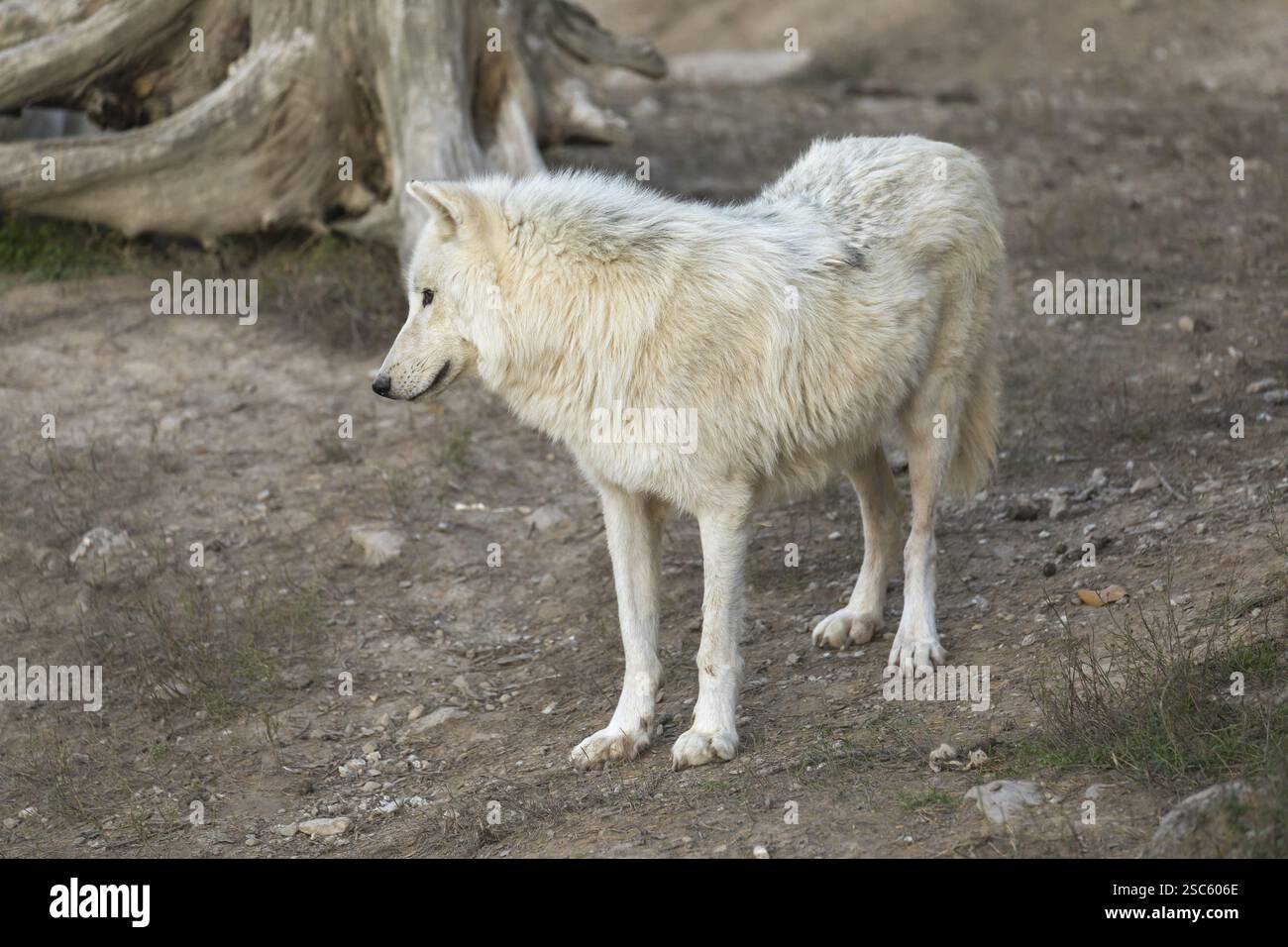 One Hudson Bay wolf (Canis lupus hudsonicus) walking over a dry forest ...