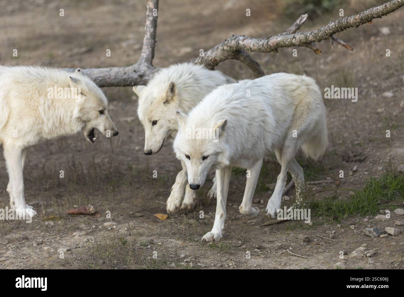 Three Hudson Bay wolves (Canis lupus hudsonicus) walking over a dry ...