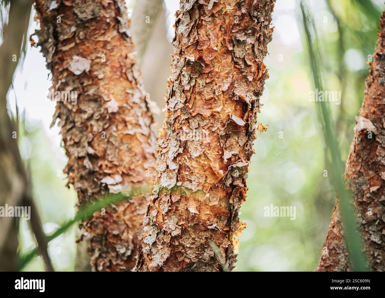 Gumbo limbo tree hi-res stock photography and images - Alamy