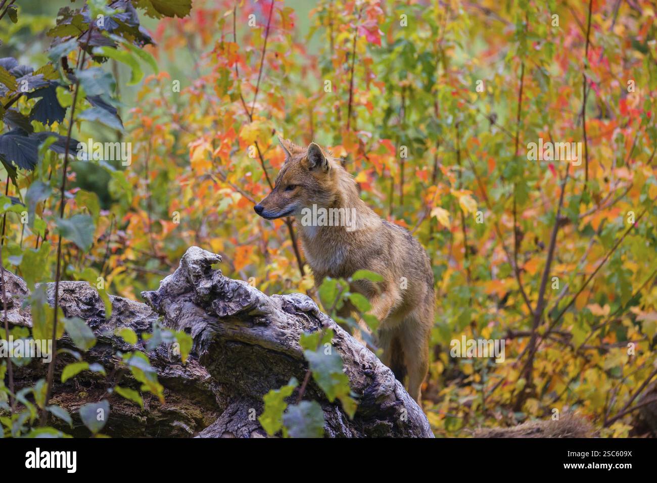 One golden jackal (Canis aureus) stands on a fallen tree trunk. Behind ...