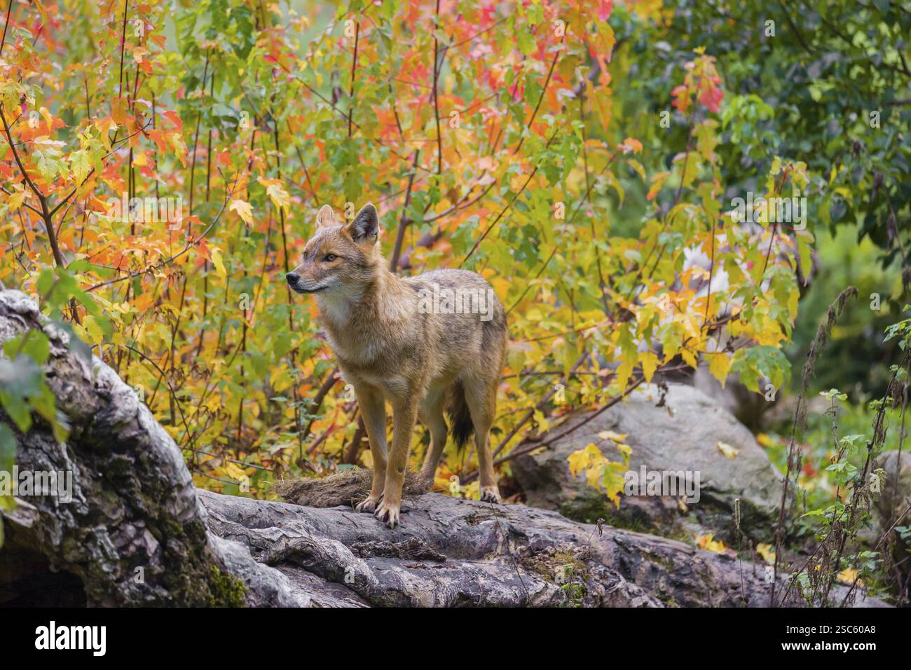 One golden jackal (Canis aureus) stands on a fallen tree trunk. Behind ...