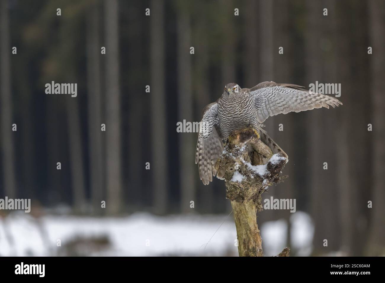 Northern goshawk, Accipiter gentilis, flying through a forest in winter ...