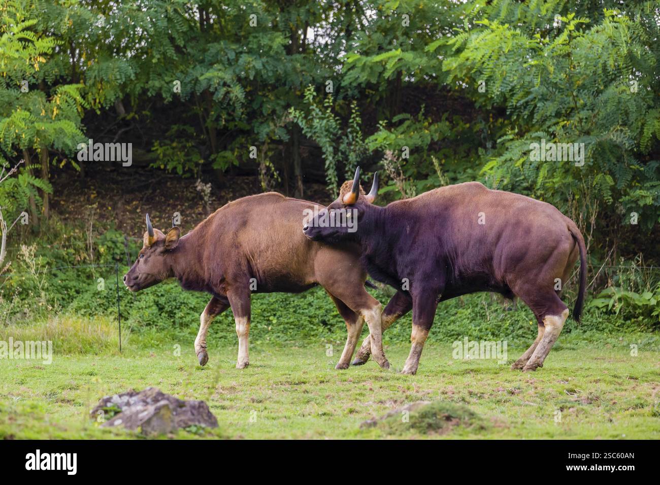 A male and a female Gaur (Bos gaurus gaurus) checks the readiness of a ...