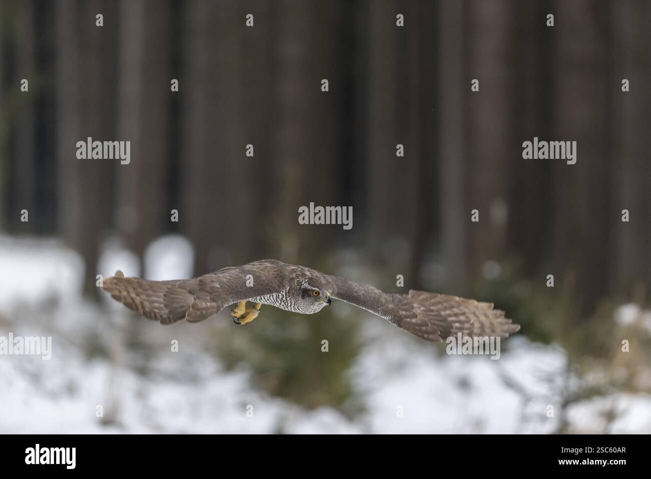 Northern goshawk, Accipiter gentilis, flying through a forest in winter ...
