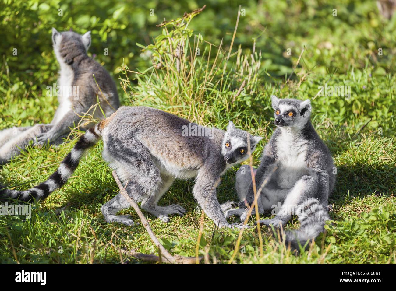 Two ring-tailed lemurs (Lemur catta) sit in the green, tall grass and preen each other Stock ...