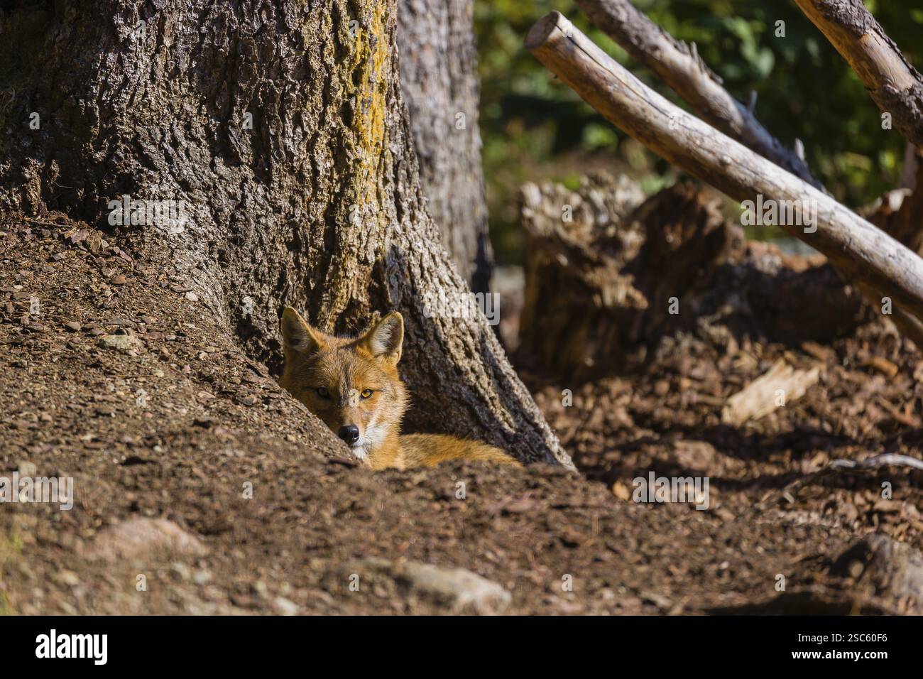 One golden jackal (Canis aureus) rests in front of his den under a tree ...
