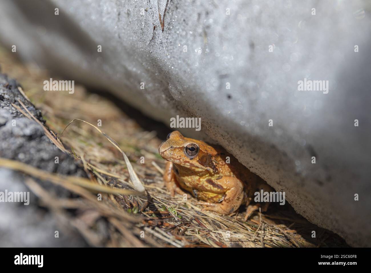 One common frog, Rana temporaria, hiding between snow and a road ...