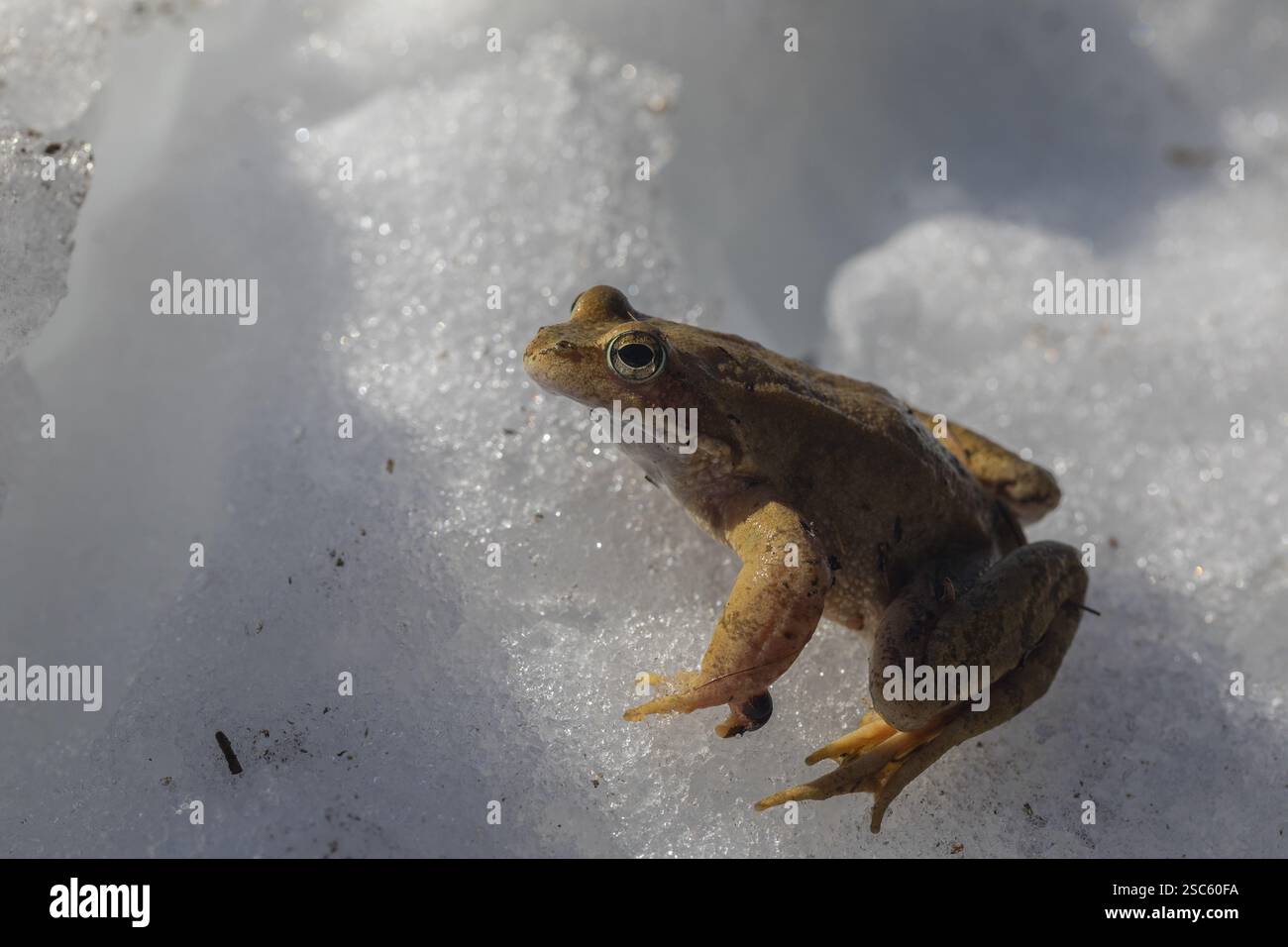 One common frog, Rana temporaria, sitting on snow in early springtime ...