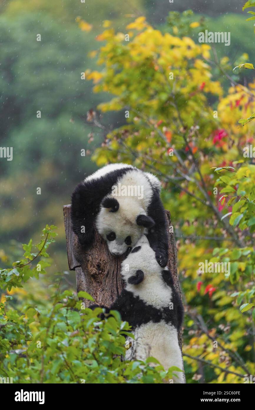 Two Giant Pandas, cubs, ailuropoda melanoleuca, climb in a tree Stock ...