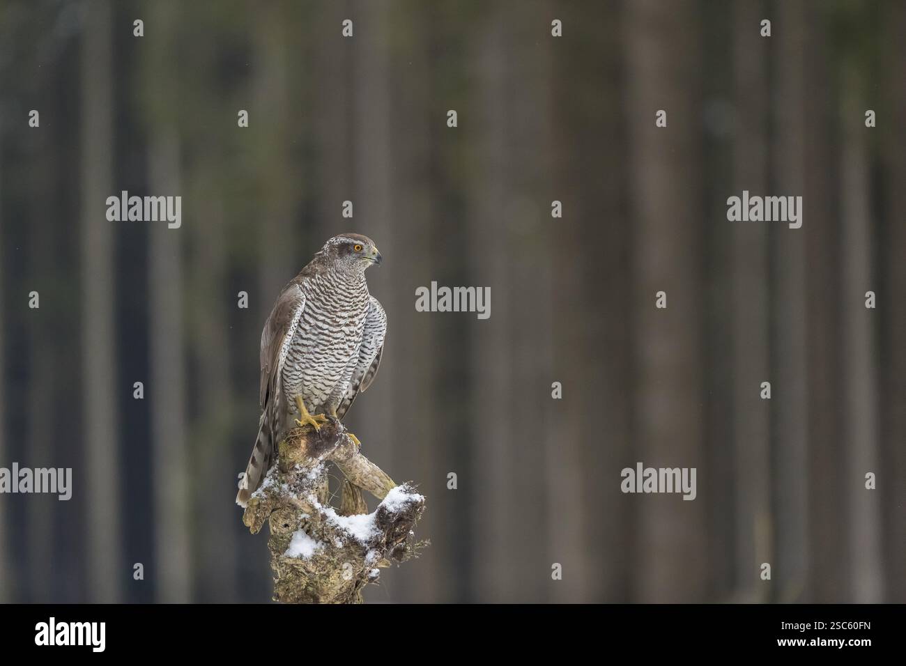 Northern goshawk, Accipiter gentilis, flying through a forest in winter ...