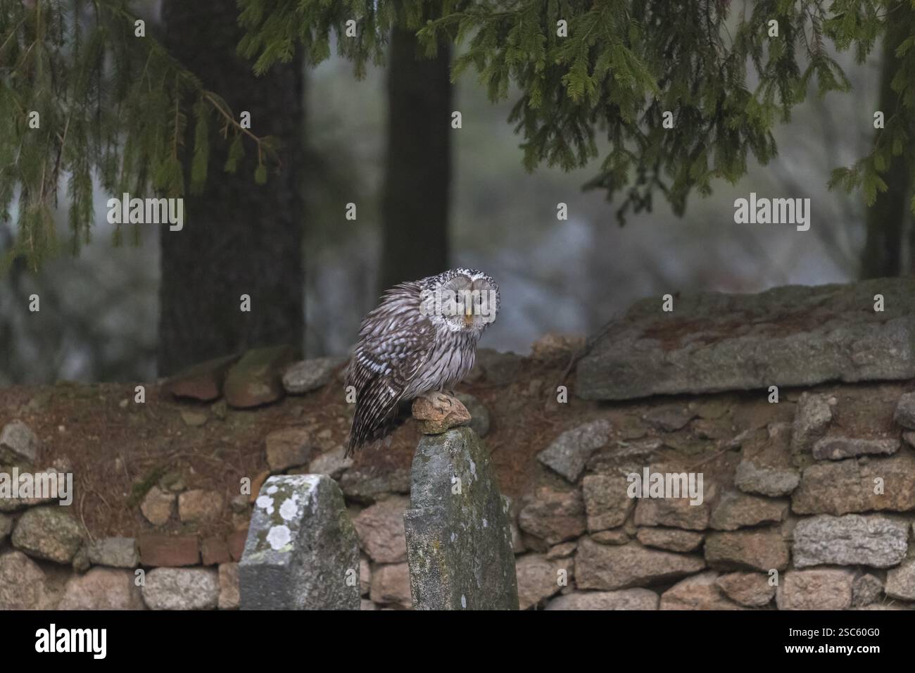 One Ural owl (Strix uralensis) sitting on a old jewish gravestone with ...