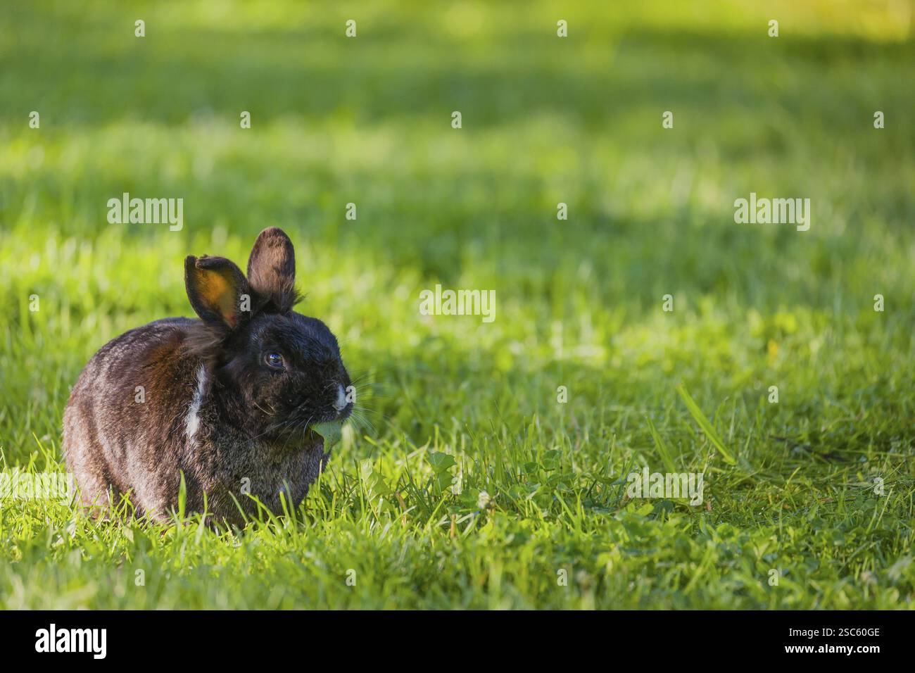 One feral domestic rabbit (Oryctolagus cuniculus domesticus) sits on a ...
