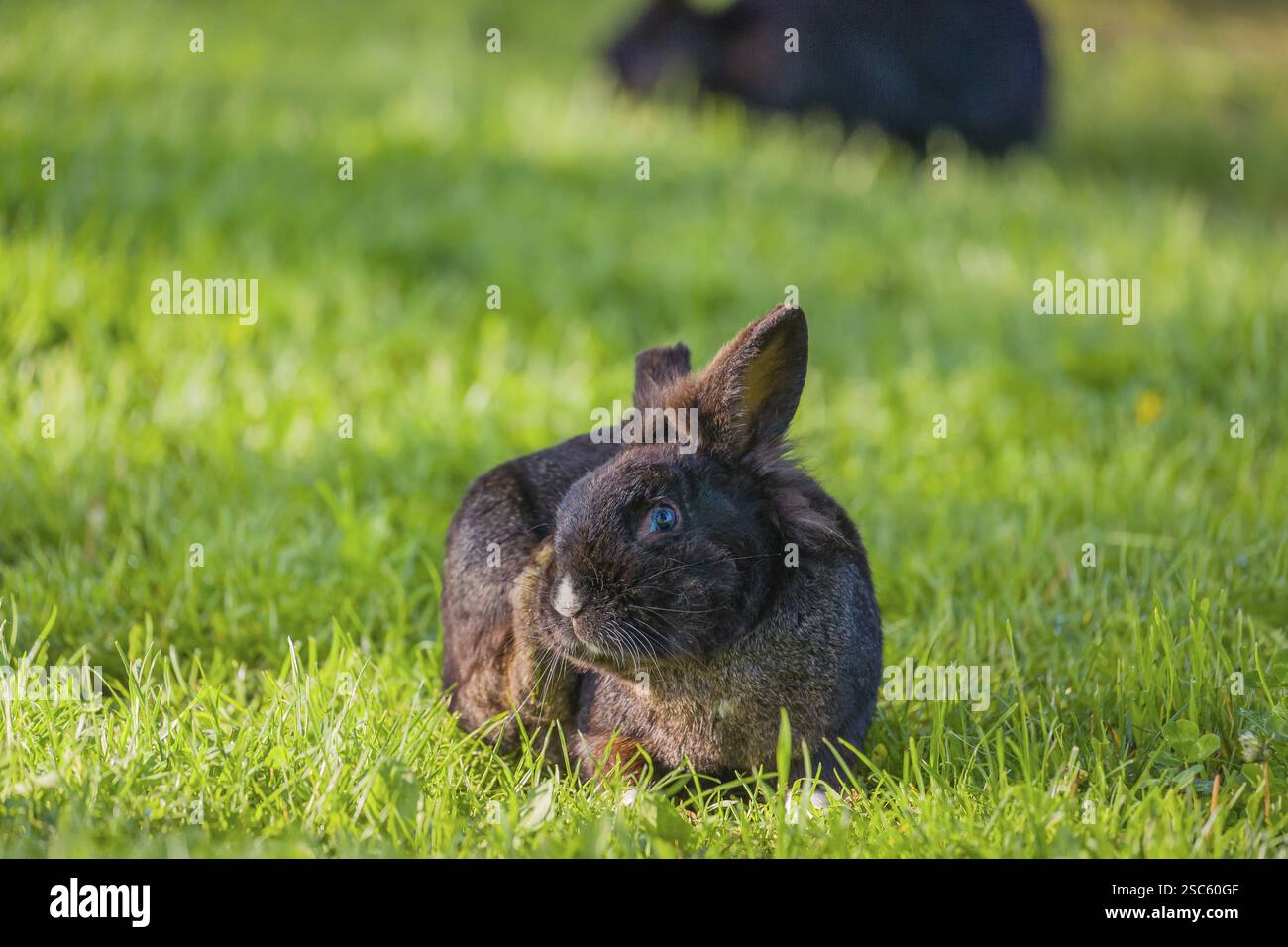 One feral domestic rabbit (Oryctolagus cuniculus domesticus) sits on a ...