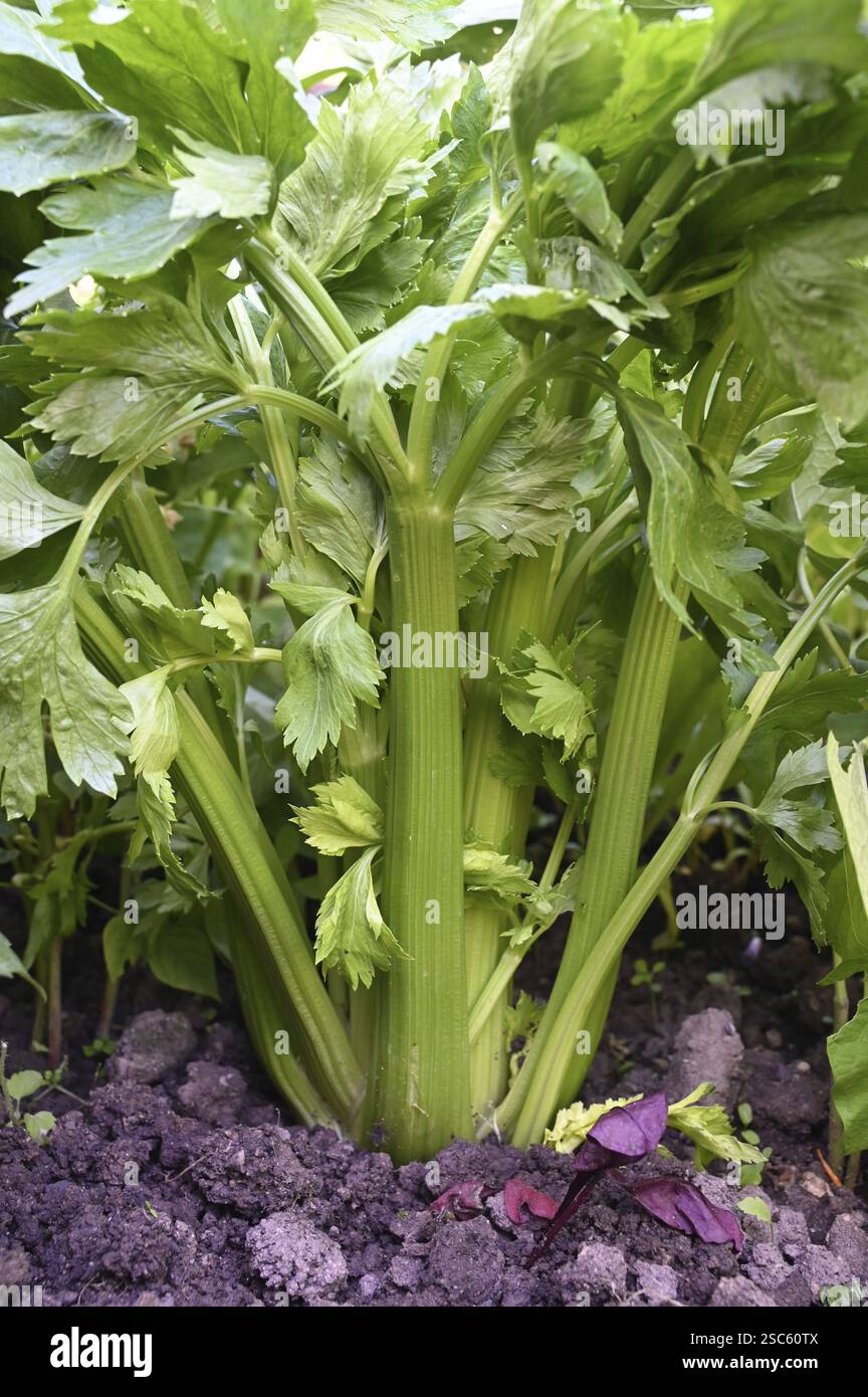 Root celery apium graveolens hi-res stock photography and images - Alamy