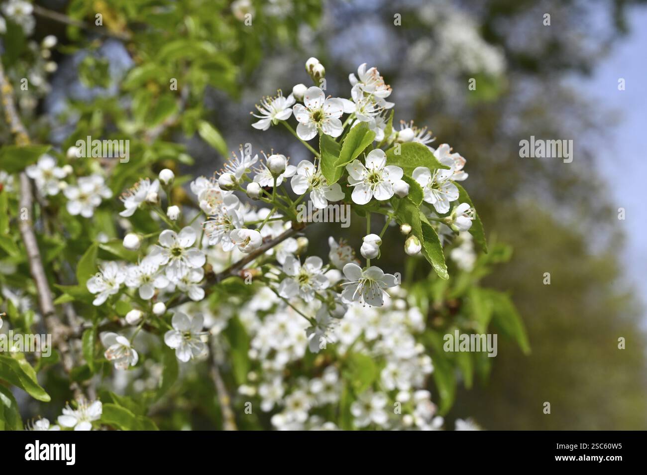Rock cherry varieties hi-res stock photography and images - Alamy
