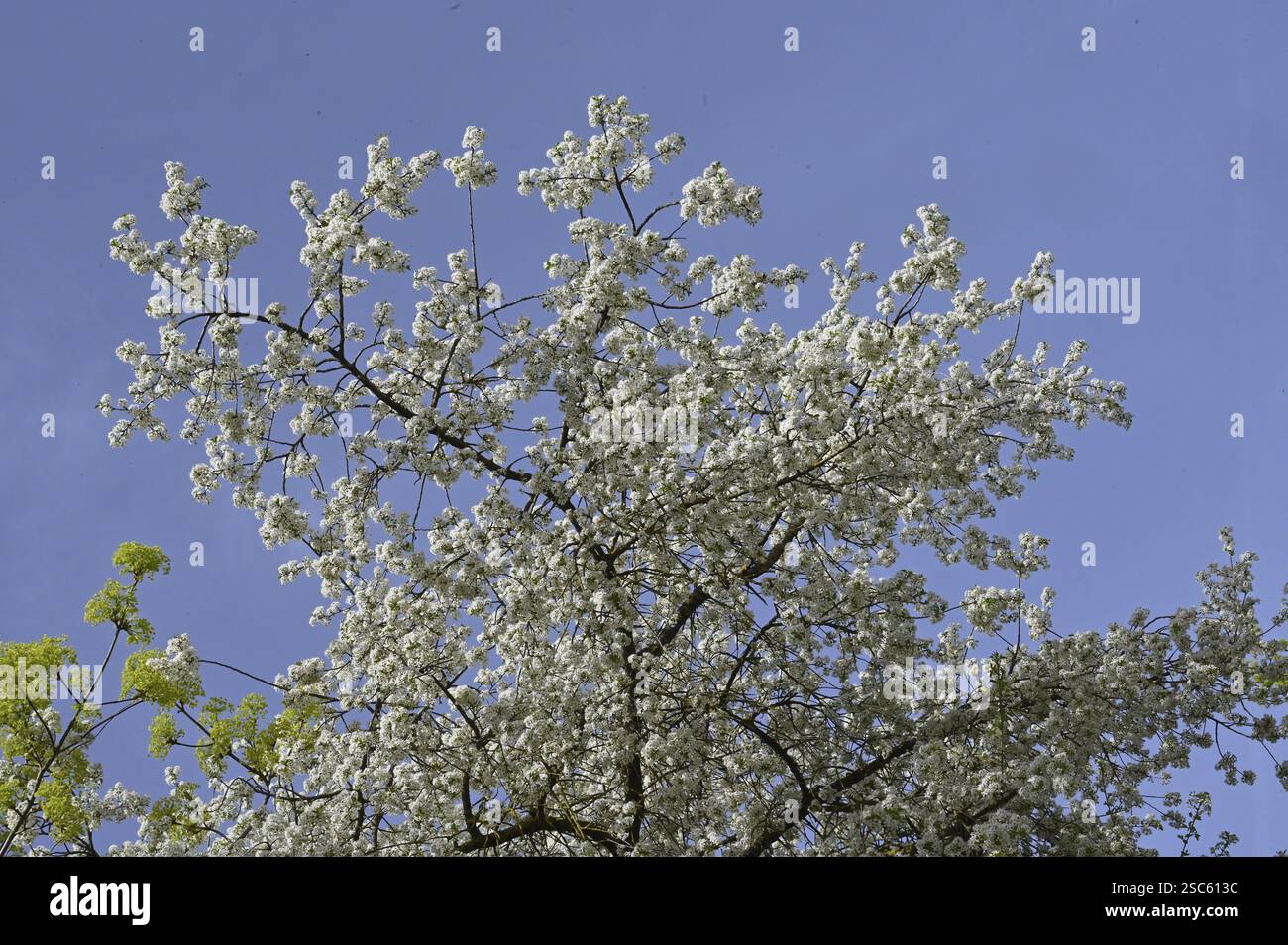 Stone cherry, rock cherry, sour cherry (Prunus mahaleb), Lower ...