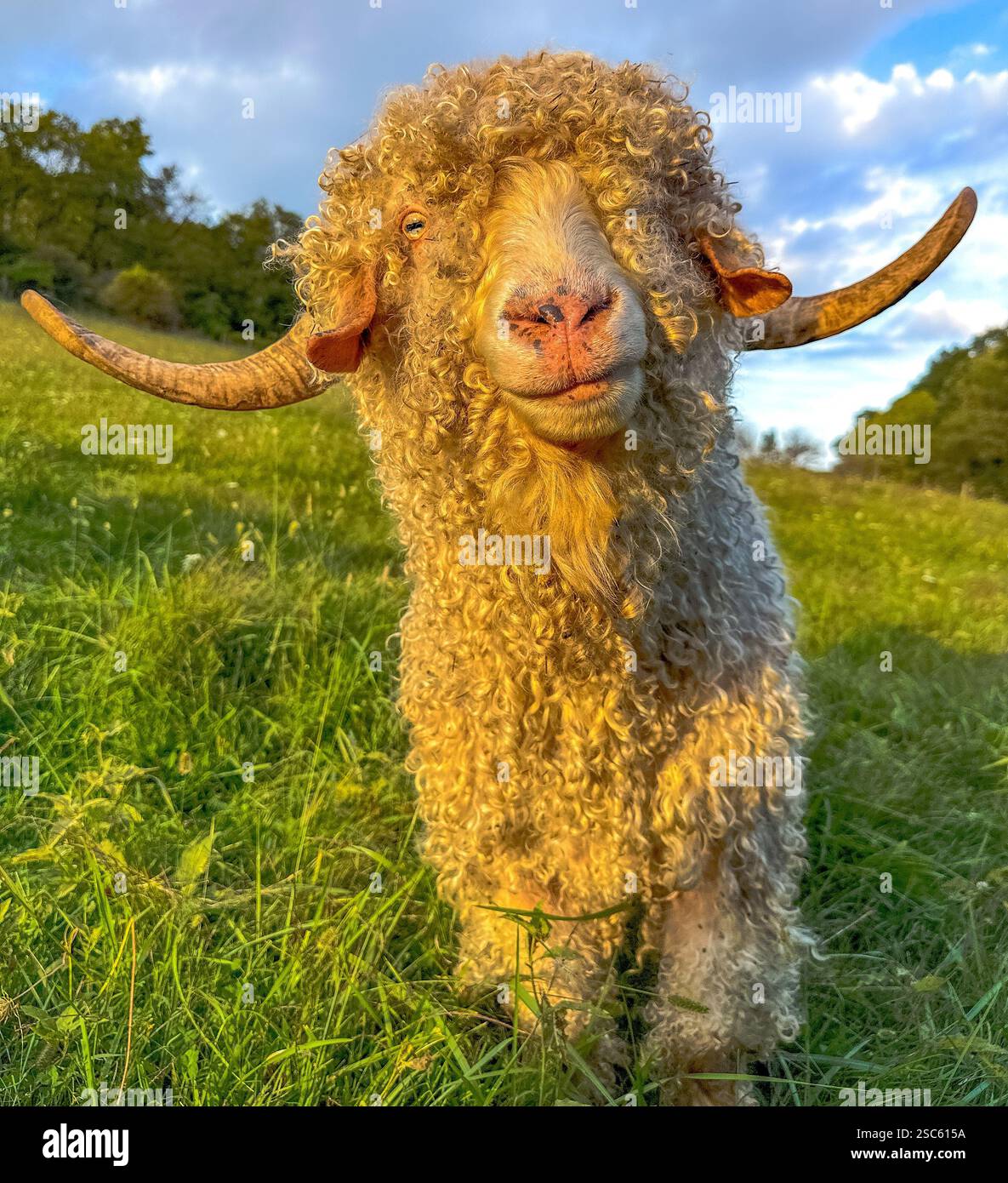 Goat countryside grazing mountains hi-res stock photography and images ...