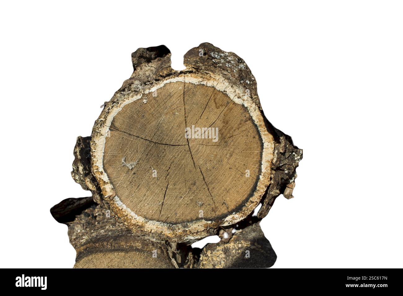 Trees cut into thin pieces Stock Photo - Alamy