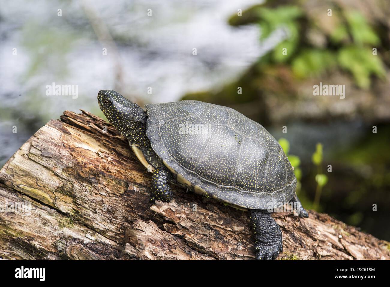 A picture of a beautiful turtle resting Stock Photo - Alamy
