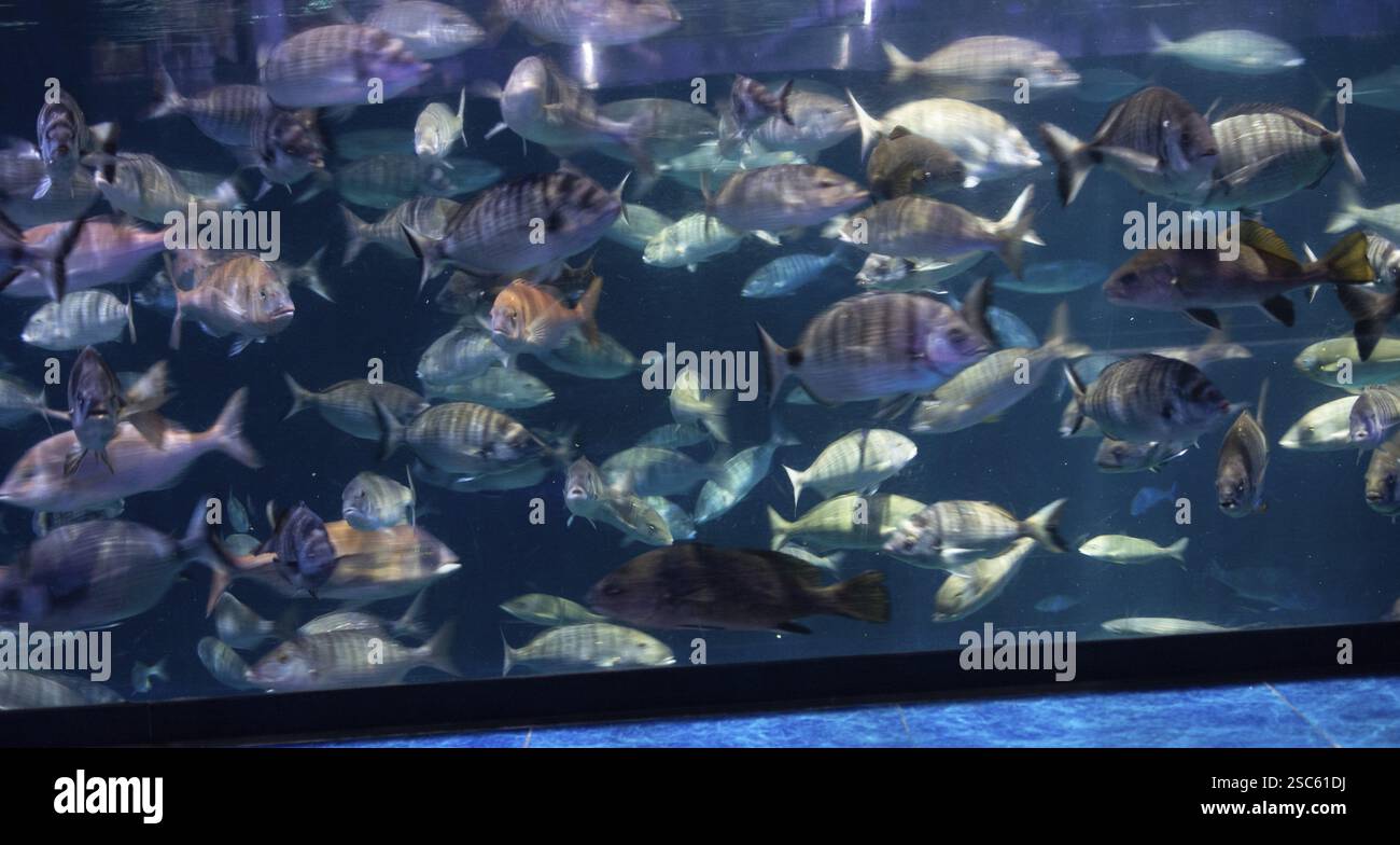 Beautiful fish at bottom of the aquarium, Oceanarium, business tourism ...