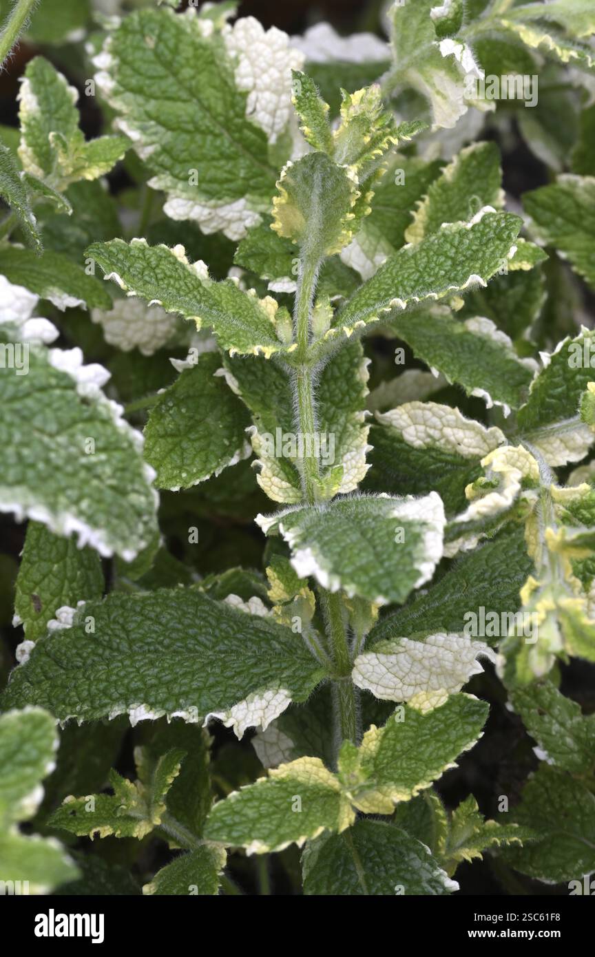 White-coloured pineapple mint (Mentha suaveolens) 'Variegata' Stock ...