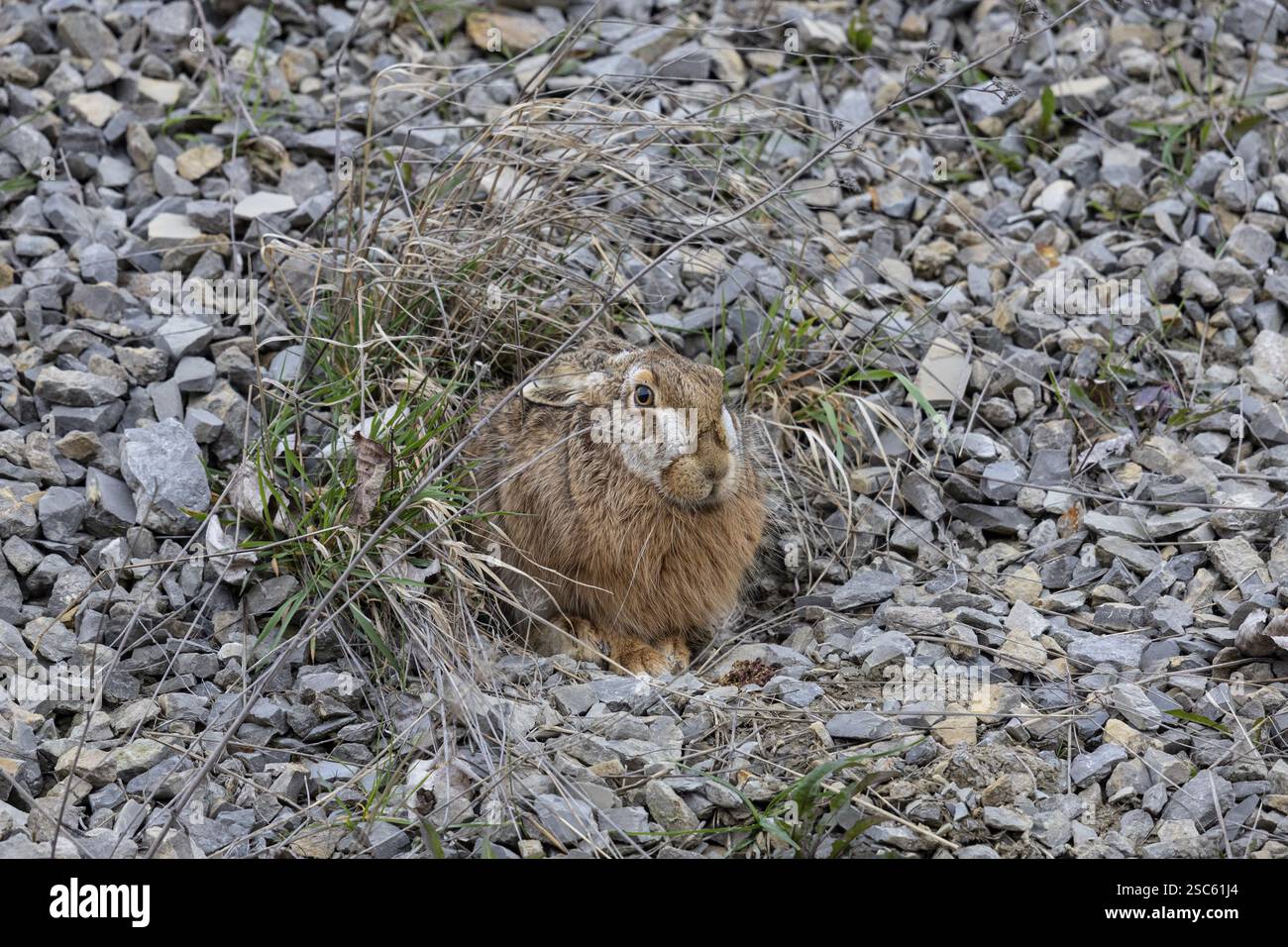 European hare (Lepus europaeus) sitting in the hare's nest Germany ...