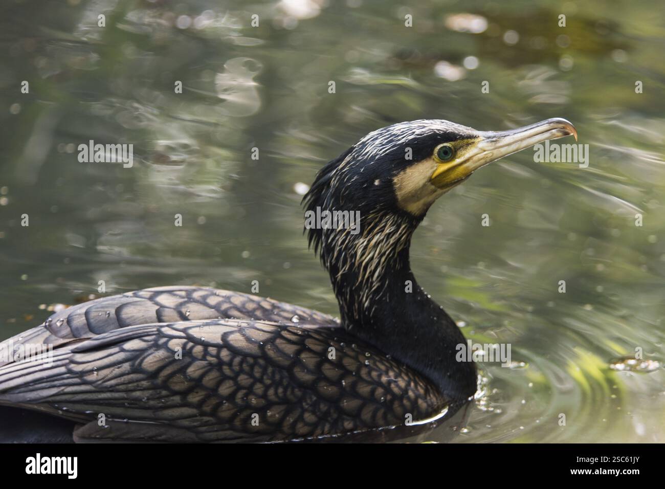 Picture of a cormorant hi-res stock photography and images - Alamy