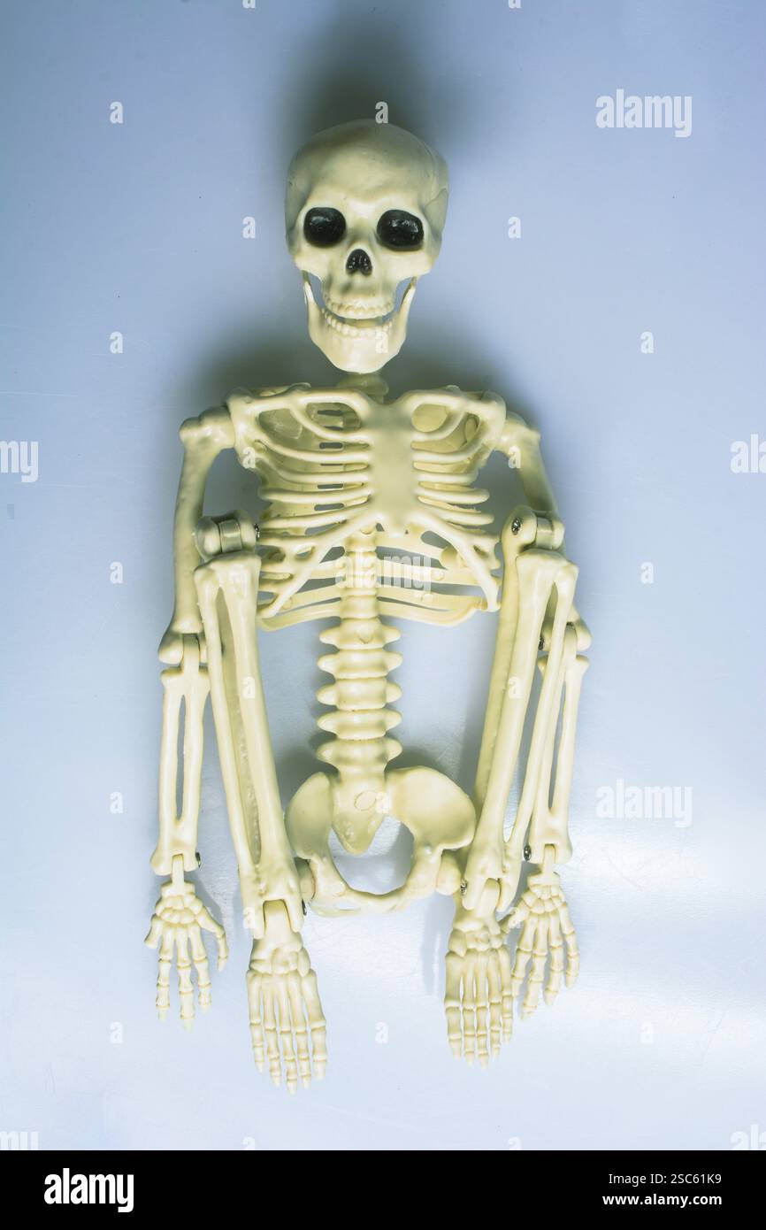 Model of artificial Human Skeleton on gray background Stock Photo - Alamy