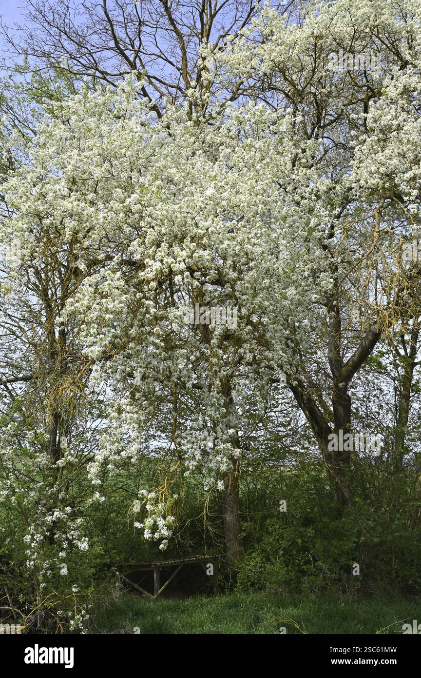 Stone cherry, rock cherry, sour cherry (Prunus mahaleb), Lower ...