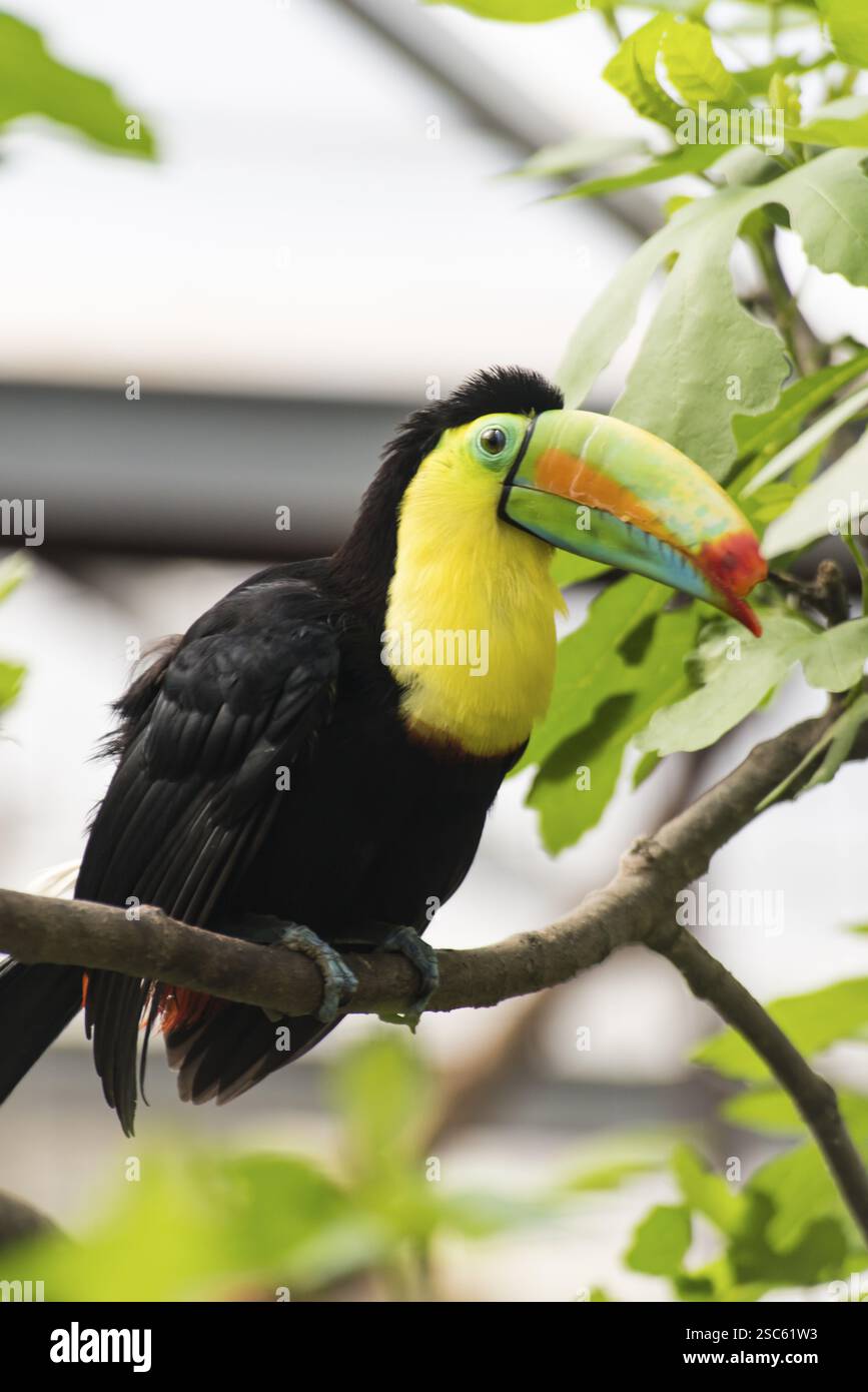 Multi colored beaks hi-res stock photography and images - Alamy