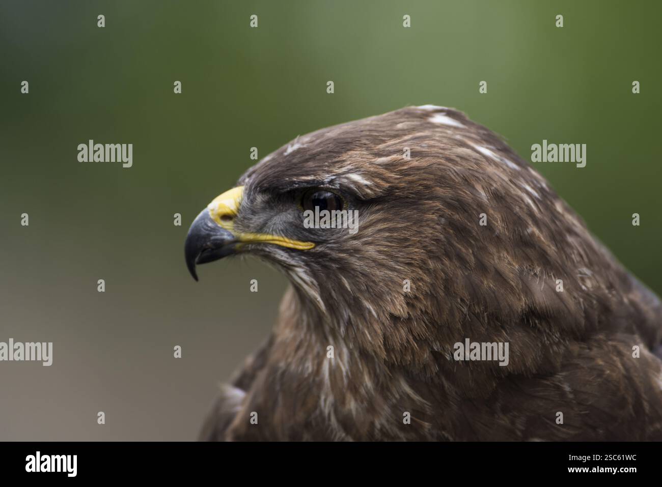A picture of a beautiful hawk Stock Photo - Alamy