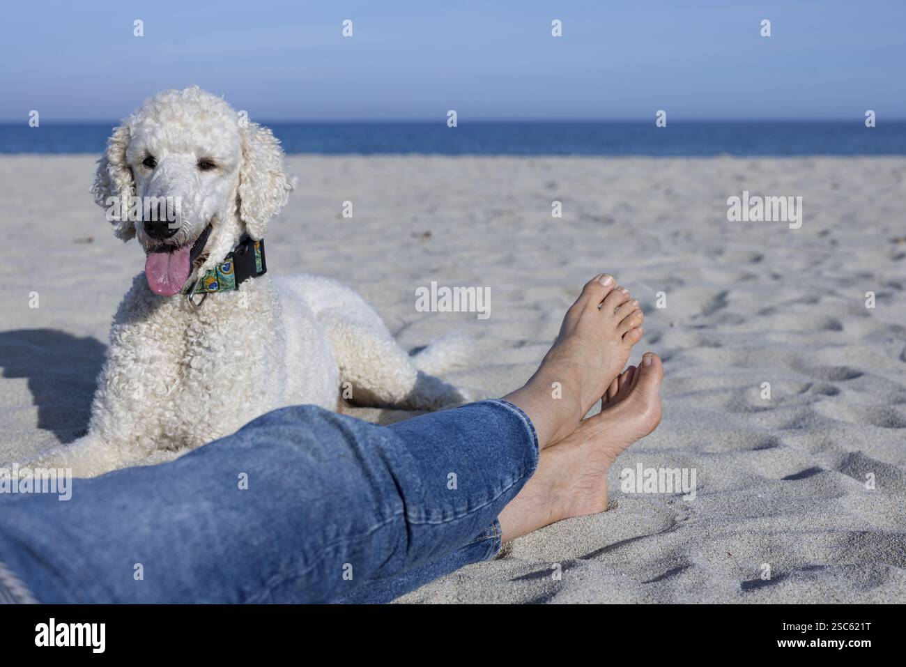 White dog, King Poodle, next to relaxed feet of a sunbathing woman on a ...
