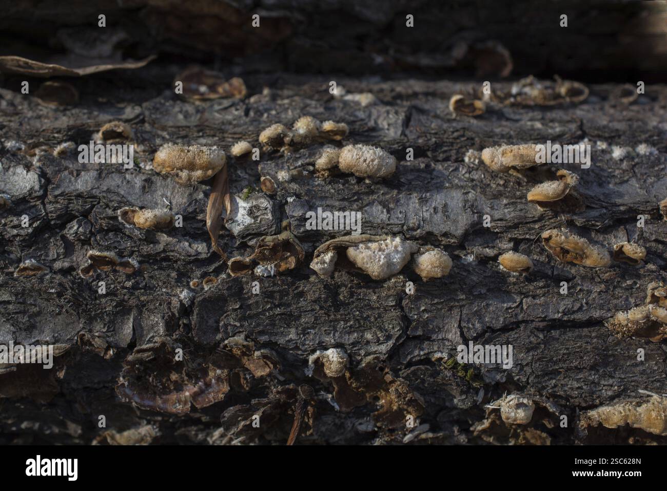 Fungi growing on a fallen tree trunk Stock Photo - Alamy