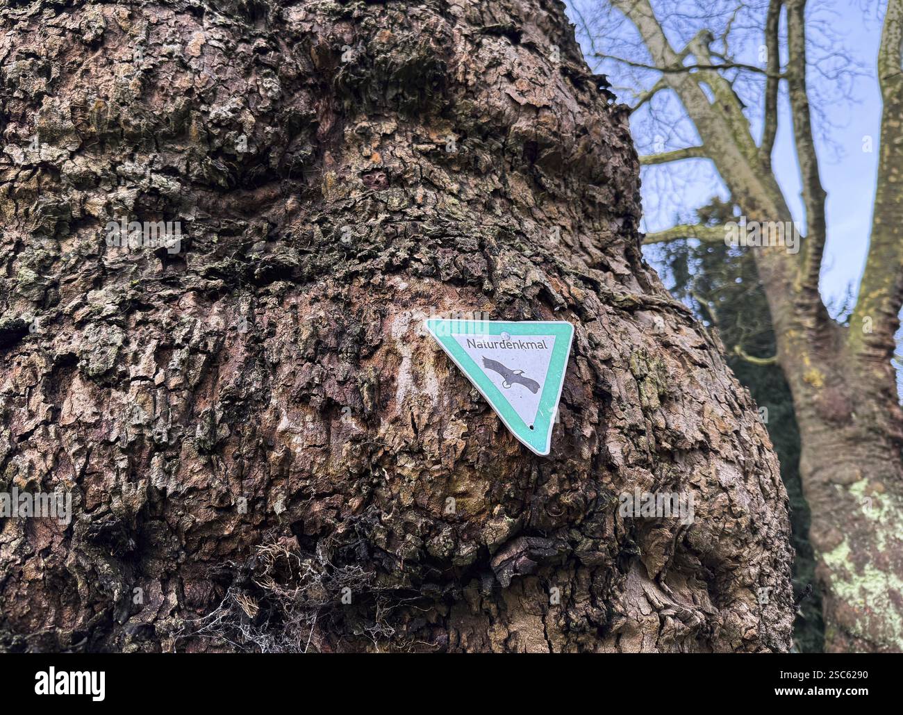 An old tree with a natural monument sign in a park in Hilden, Germany ...