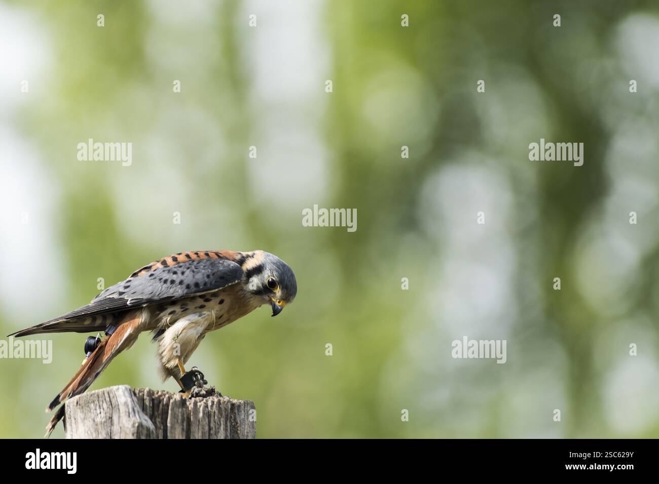 A picture of a beautiful hawk Stock Photo - Alamy