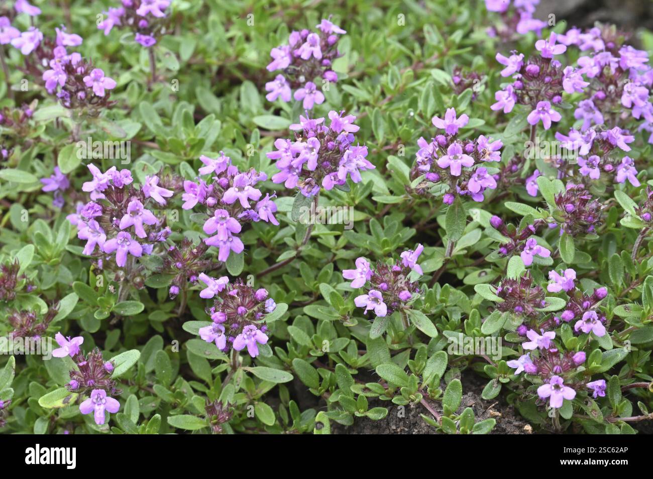 Red sand thyme (Thymus serpyllum) Coccineus' Stock Photo - Alamy