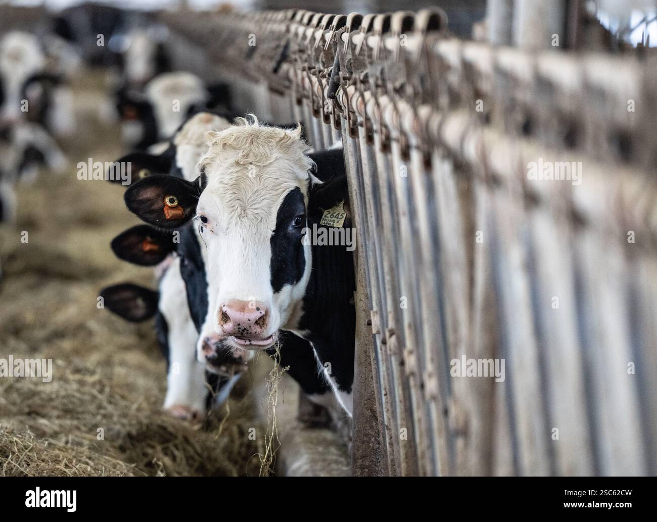 Granby, Canada. 05th Feb, 2025. Cows are fed at a dairy farm in Granby ...